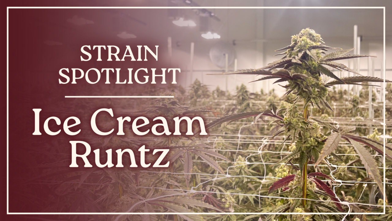 Strain Spotlight: Ice Cream Runtz | Flora Farms, MO